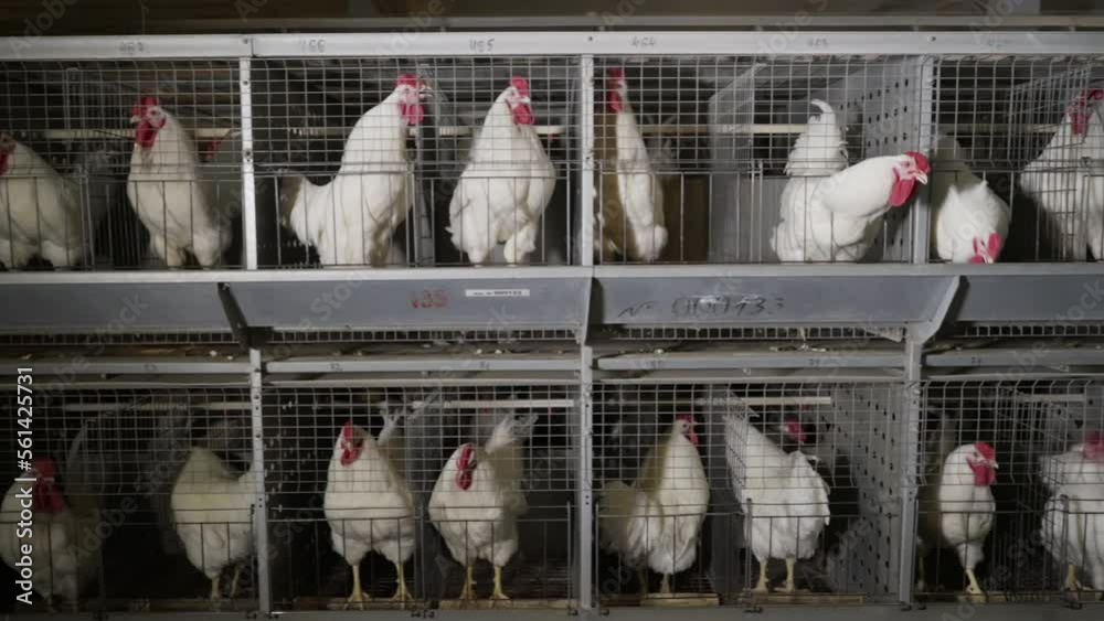 Raising hens livestock animals for the production of poultry industry ...