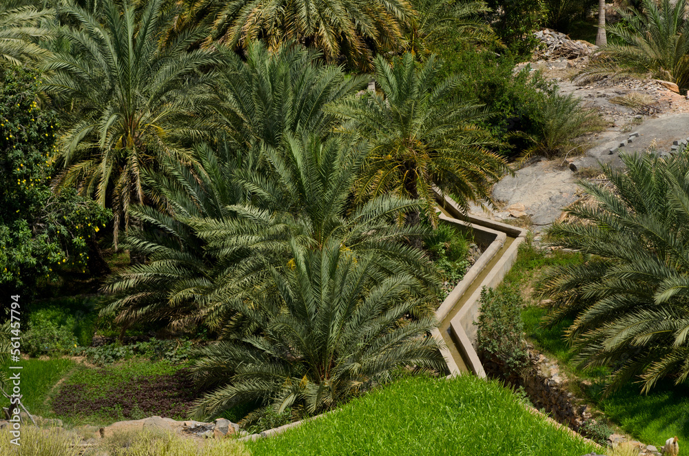 Traditional Aflaj Irrigation System in a date palm garden near Muscat ...