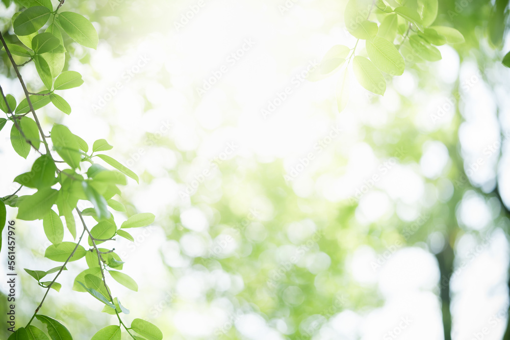 Natural green leaf texture with sun light use for nature background ...