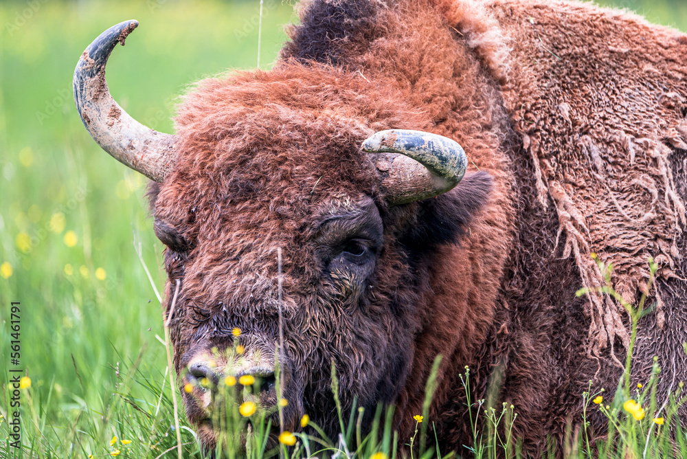 Orseg open air and buffalo reserve in a big national park This is the ...