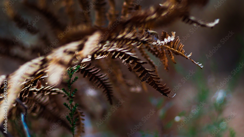 Végétation opulente dans la forêt des Landes de Gascogne, mise en ...