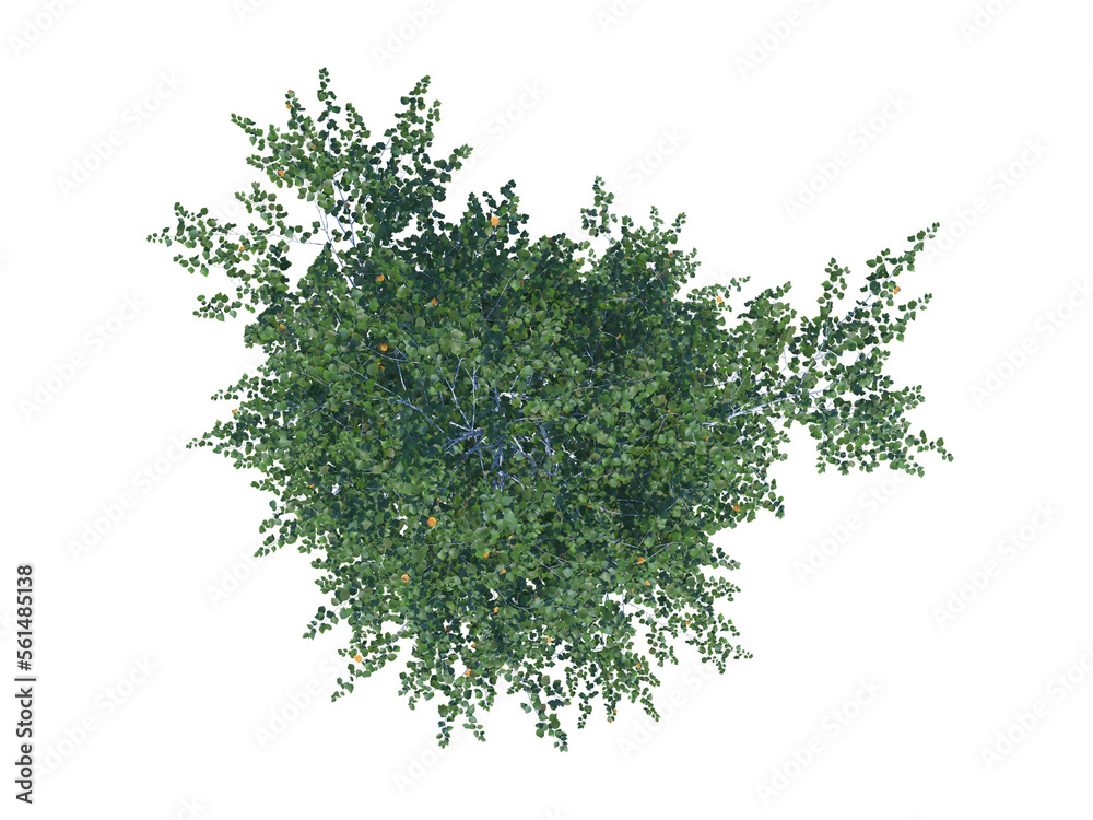 Silver Birch top view png alpha channel Stock Photo | Adobe Stock