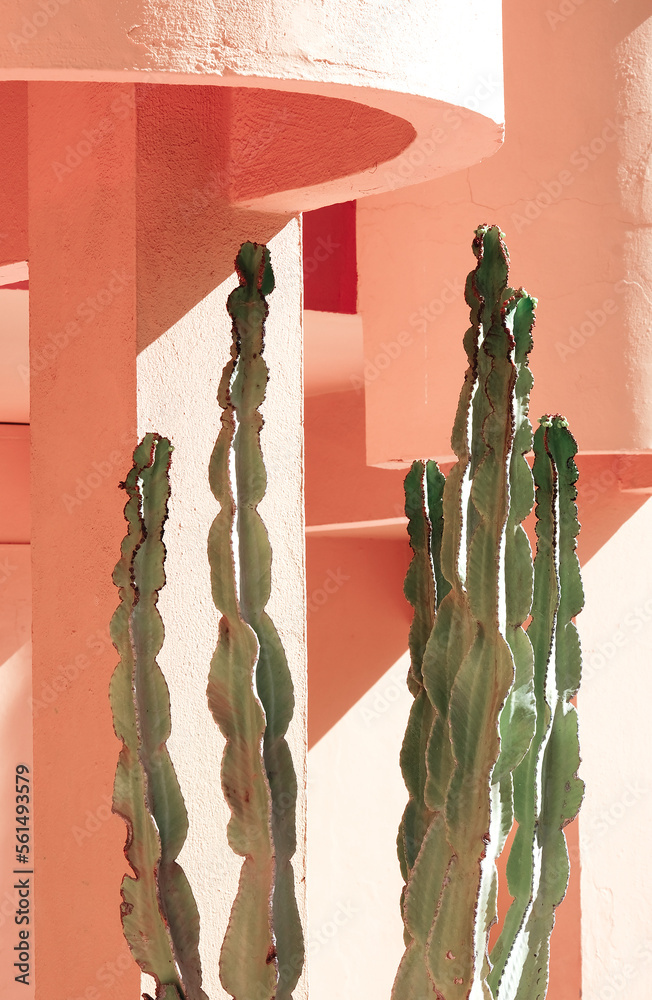 cactus shadows aesthetic background Stock Photo | Adobe Stock
