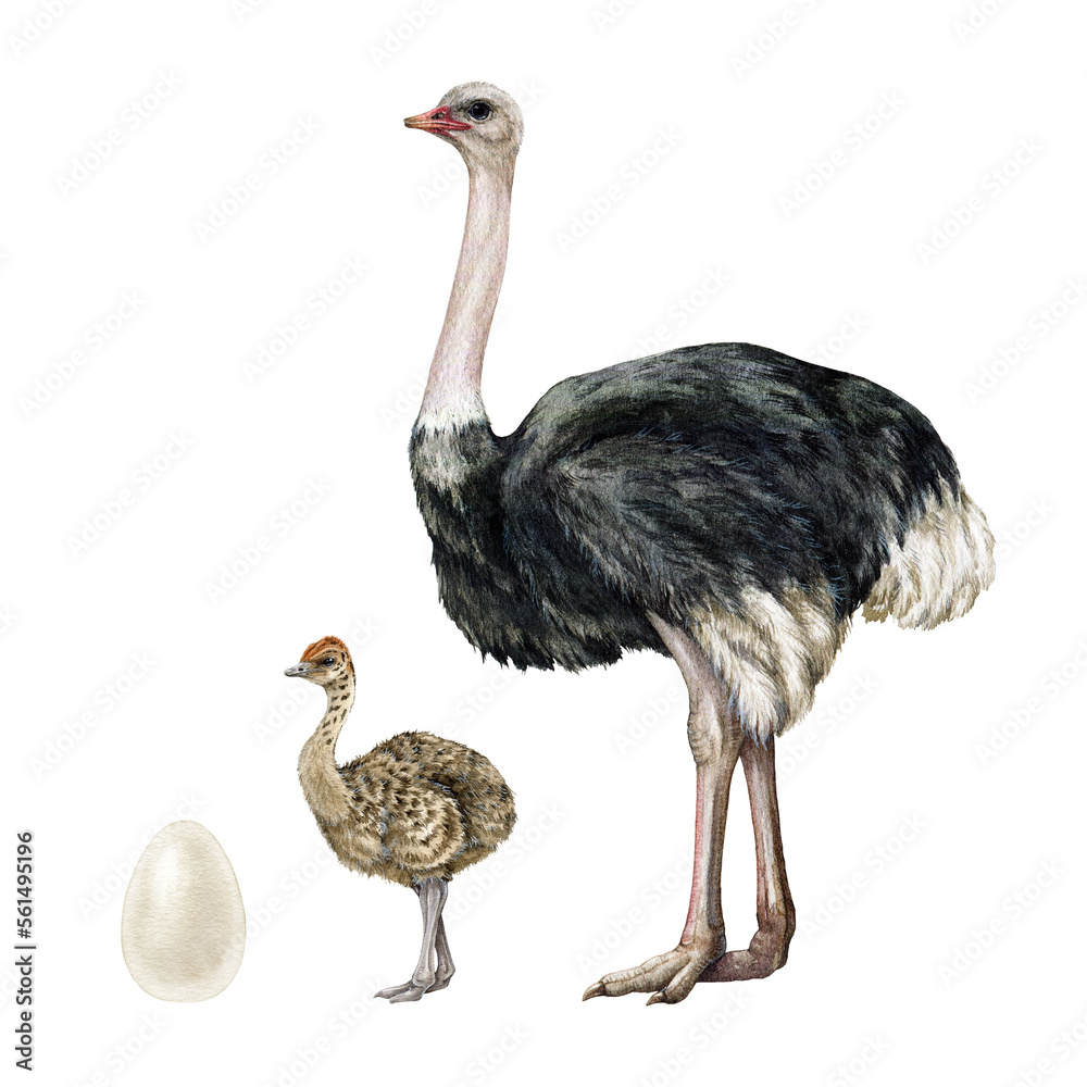 Ostrich bird with baby and egg hand drawn watercolor set. Realistic ...