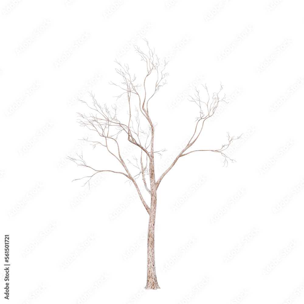 Tree isolated PNG transparent background, for architectural ...