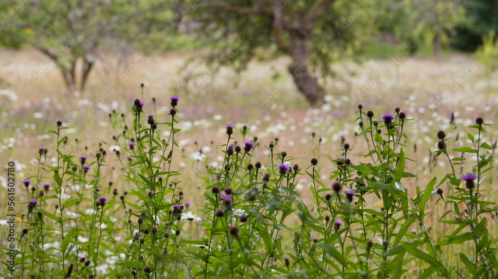 Wild natural garden - wildflower meadow and fruit orchard. Stock Photo ...