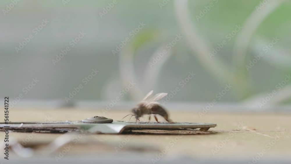 Vidéo Stock Wooden beehive and bees. Close up of flying bees inside and ...