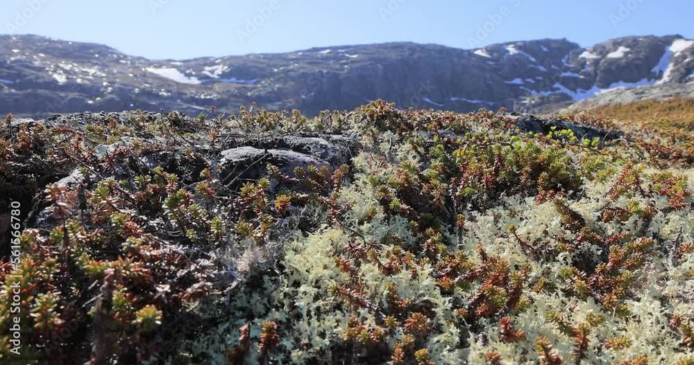 Arctic Tundra lichen moss close-up. Found primarily in areas of Arctic ...