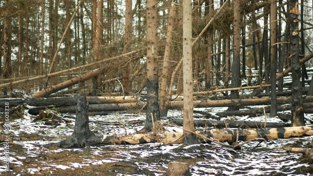 Forest fire drought dry black earth ground stump after extreme weather ...