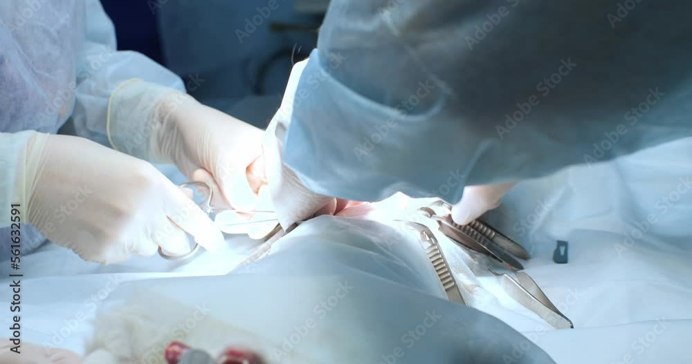 A veterinary surgeon professionally pulls the uterus out of the cat's ...