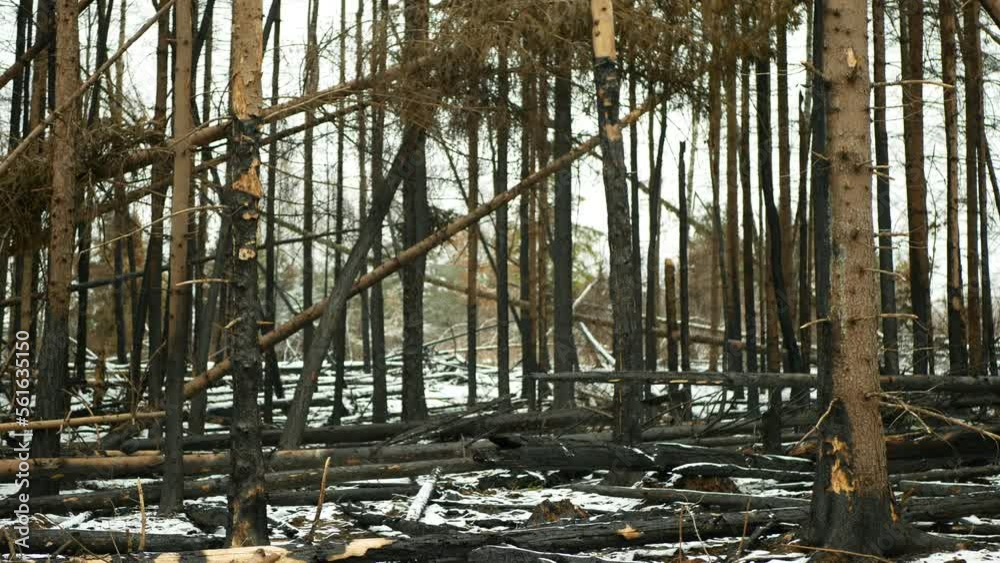 Forest fire after extreme weather fluctuations flame snow winter frost ...