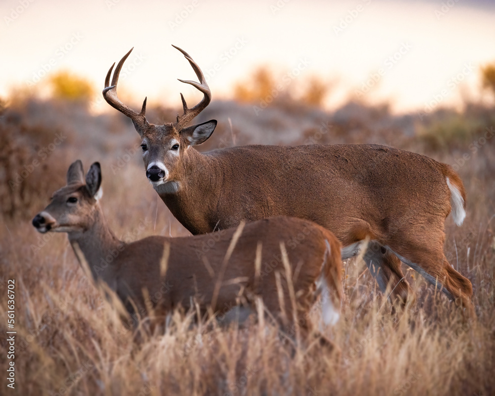 Mature White-tailed deer (odocoileus virginianus) standing broadside in ...