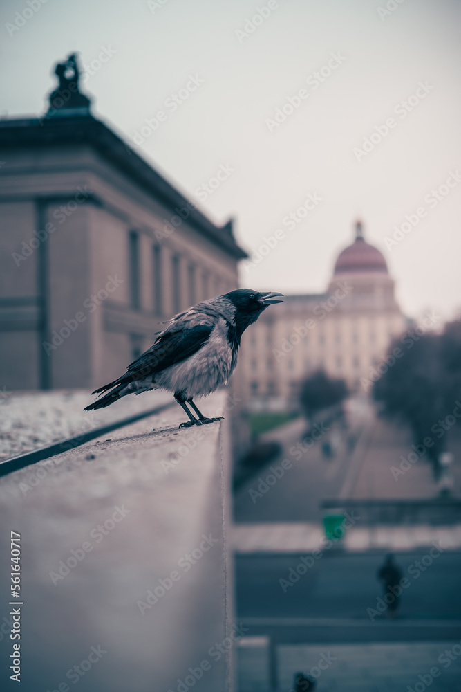 portrait of a raven perched on a city building, cawing loudly. The bird ...