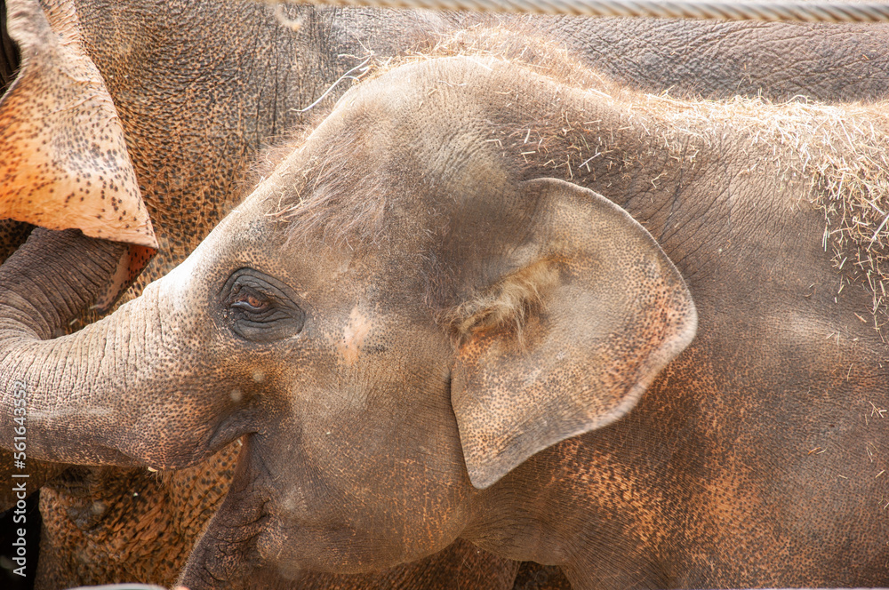 Elephant view. The eye of an elephant is looking at you. The head of a ...