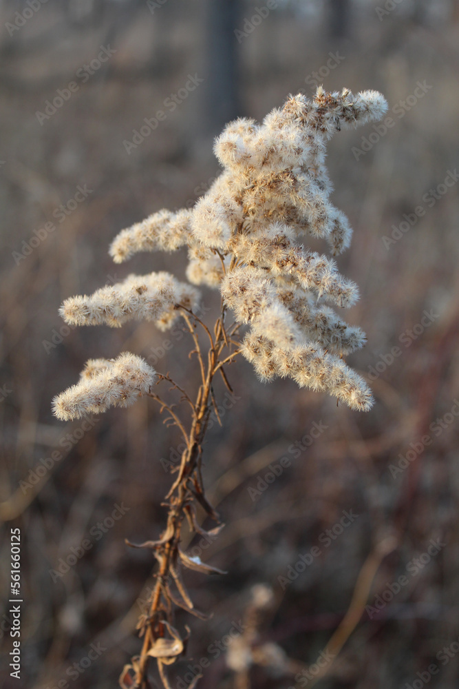Late goldenrod seed fluff at Miami Woods in winter in Morton Grove ...