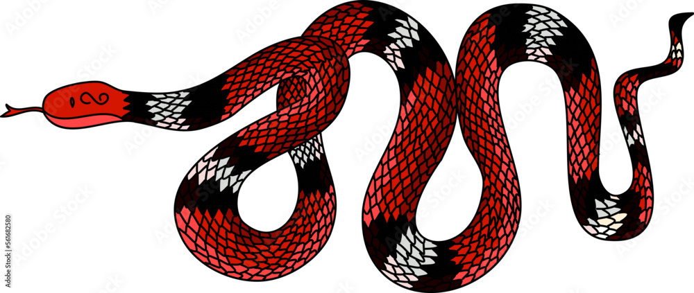red snake vector.Lampropeltis triangulum vector.Sticker and hand drawn ...