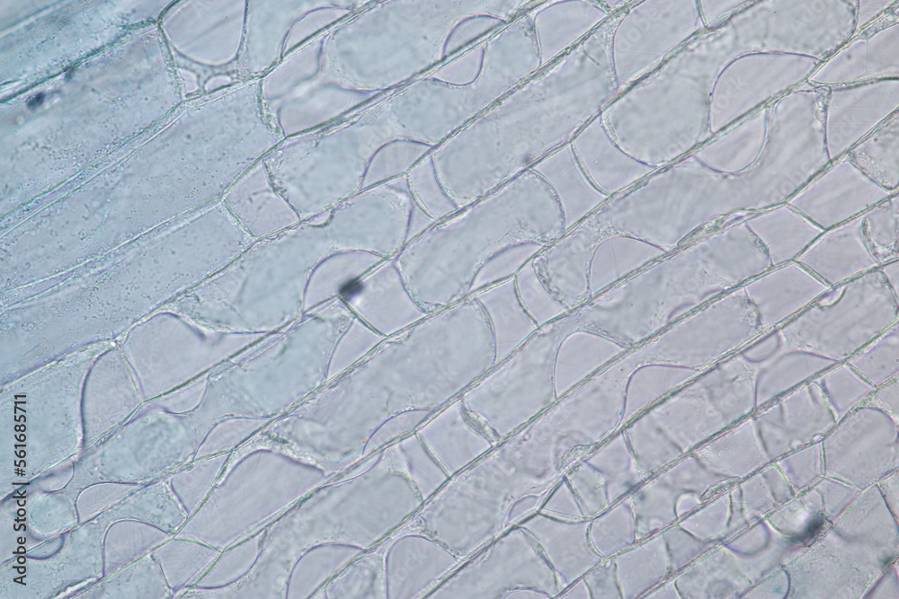 Study of protozoa and plant cells under the microscope for education ...