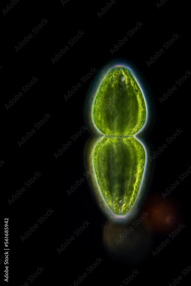 Foto de Study of protozoa and plant cells under the microscope for ...