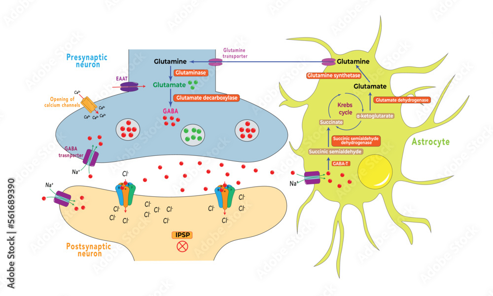GABA-Glutamate-glutamine cycle [Astrocytes and neurons] Stock Vector ...