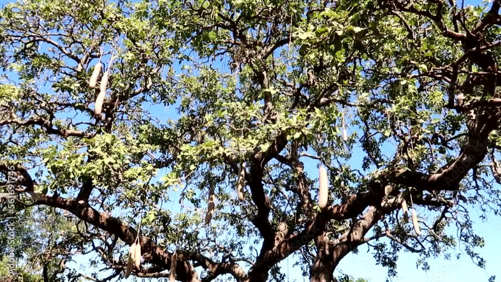 Gimbal down revealing Kigelia tree with fruits like sausages which are ...