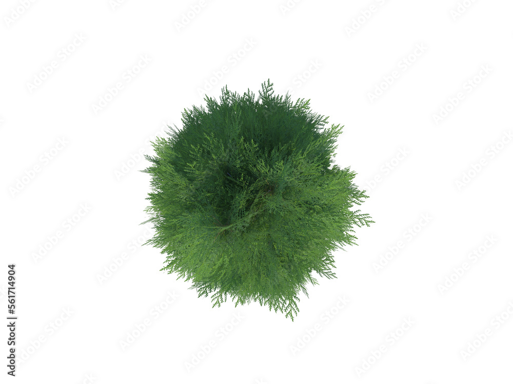 White Cedar Thuja top view png alpha channel, top view, view above ...