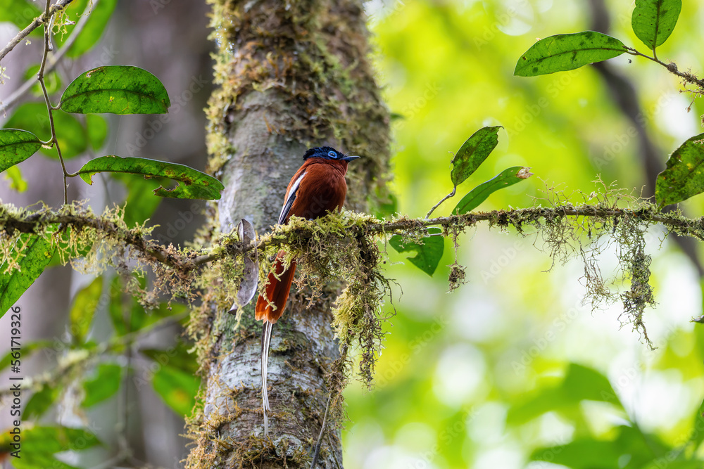 Beautiful bird Malagasy paradise flycatcher (Terpsiphone mutata), Male ...