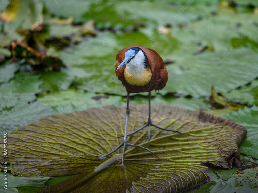 African jacana, Actophilornis africana, colorful african wader with ...