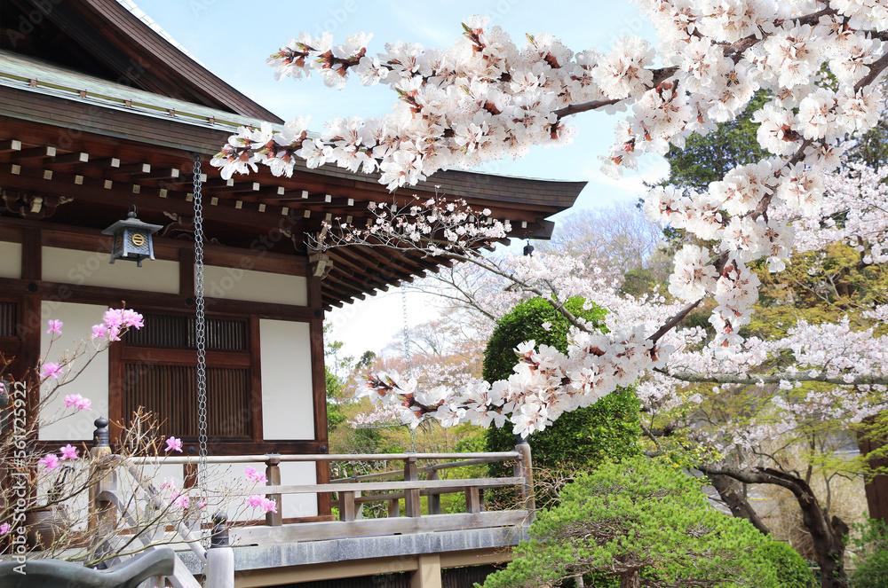 Roof of ancient temple and blooming sakura branches, Hasedera (Hase ...