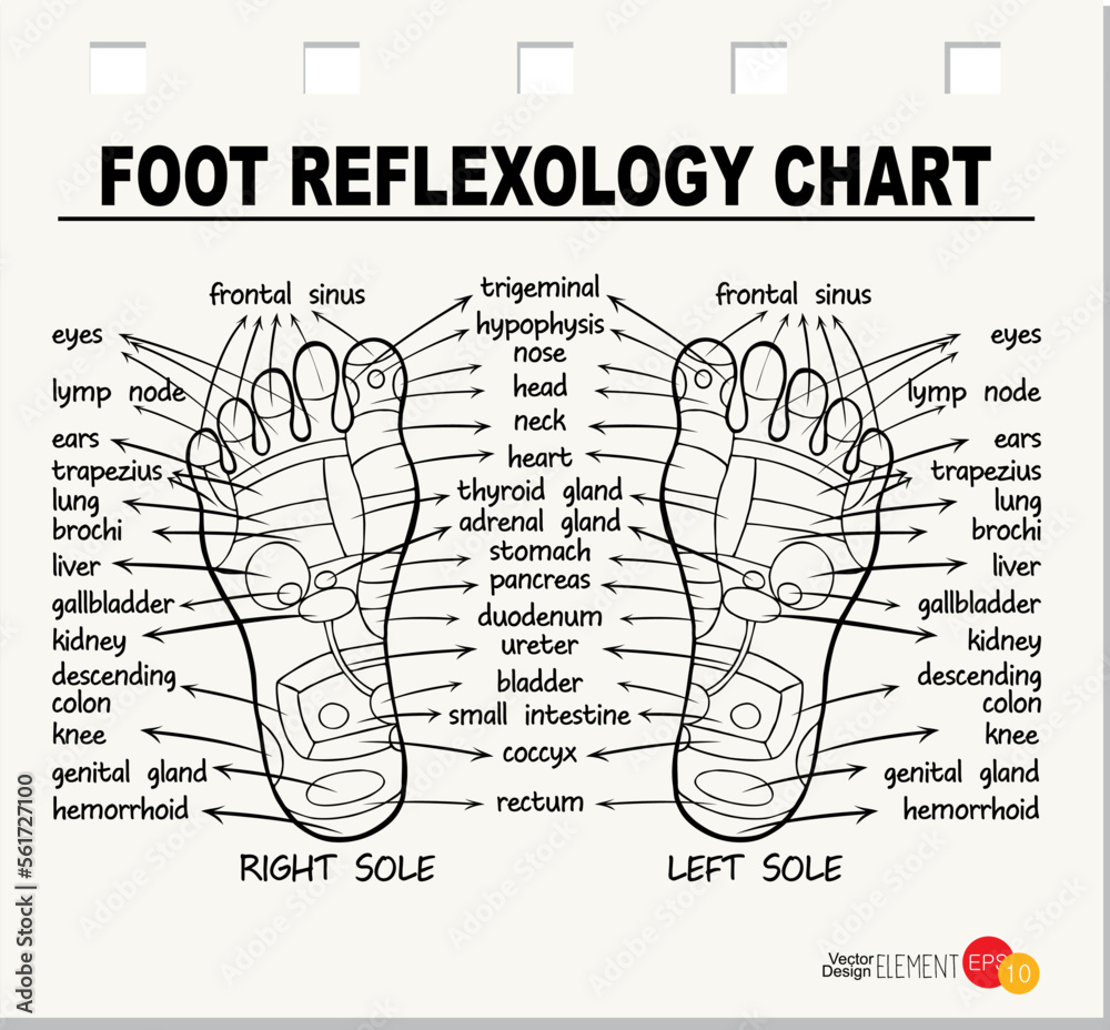 Foot reflexology , vector illustration Stock Vector | Adobe Stock