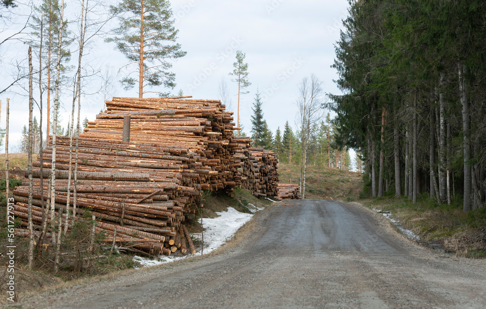 Piling of coniferous trees at the side of a road in sweden in ...