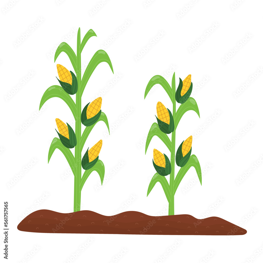 Corn plant in the soil. Farm planting process with ripe corn and grains ...
