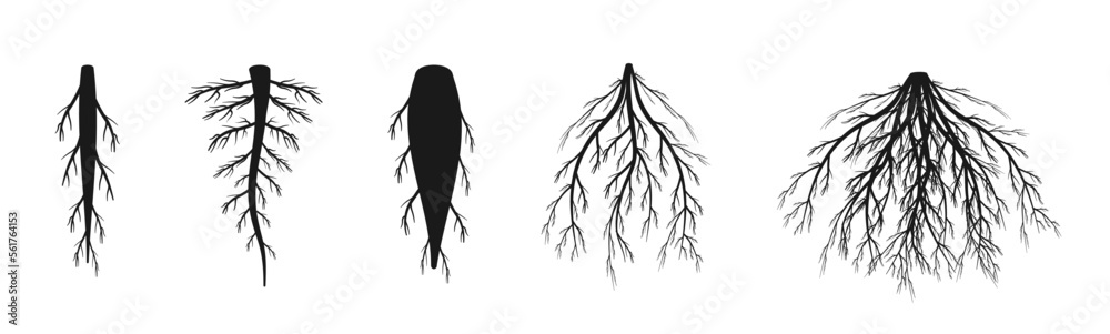 Varieties of root system. Black silhouette of taproot and fibrous ...