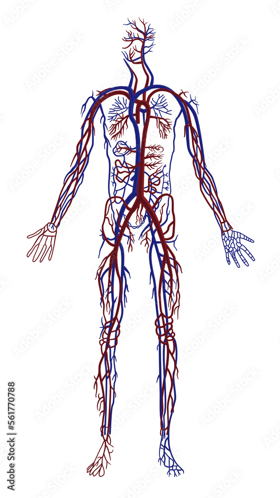 3d rendered illustration of a blood vessel system anatomy in a human ...