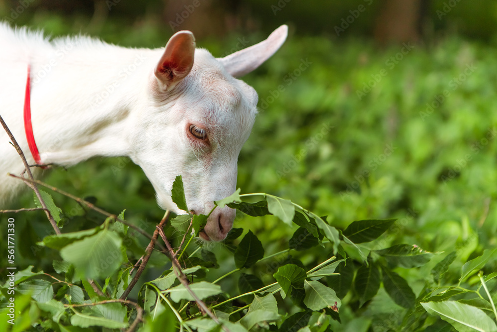 Goat eating leaves grass in the forest village meadow field grassland ...