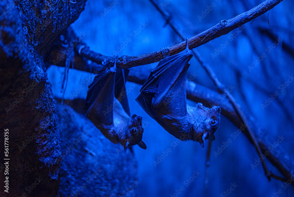 Bats in the captivity hanging from the brench in terrarium Stock Photo ...