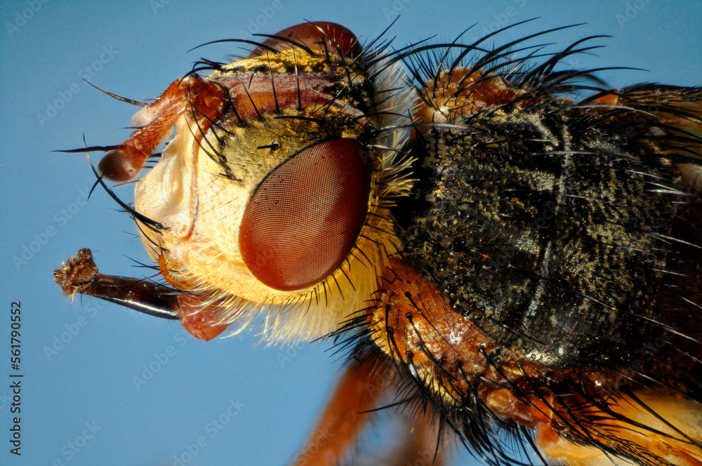 Extreme close up of the head and thorax of the fly Larvaevora fera ...