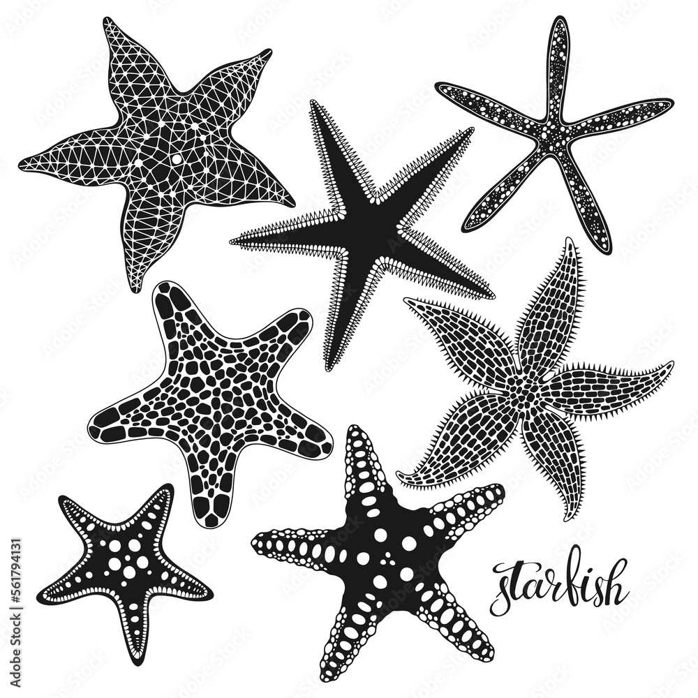 Starfish. Hand drawn vector collection, 7 isolated elements on white ...