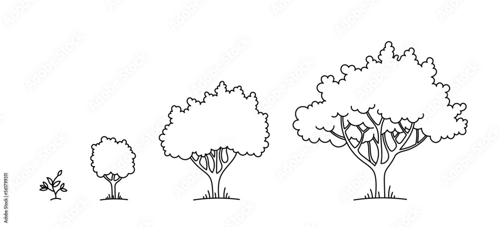 Tree growing process. Development stage. Orchard garden. Sizes from ...
