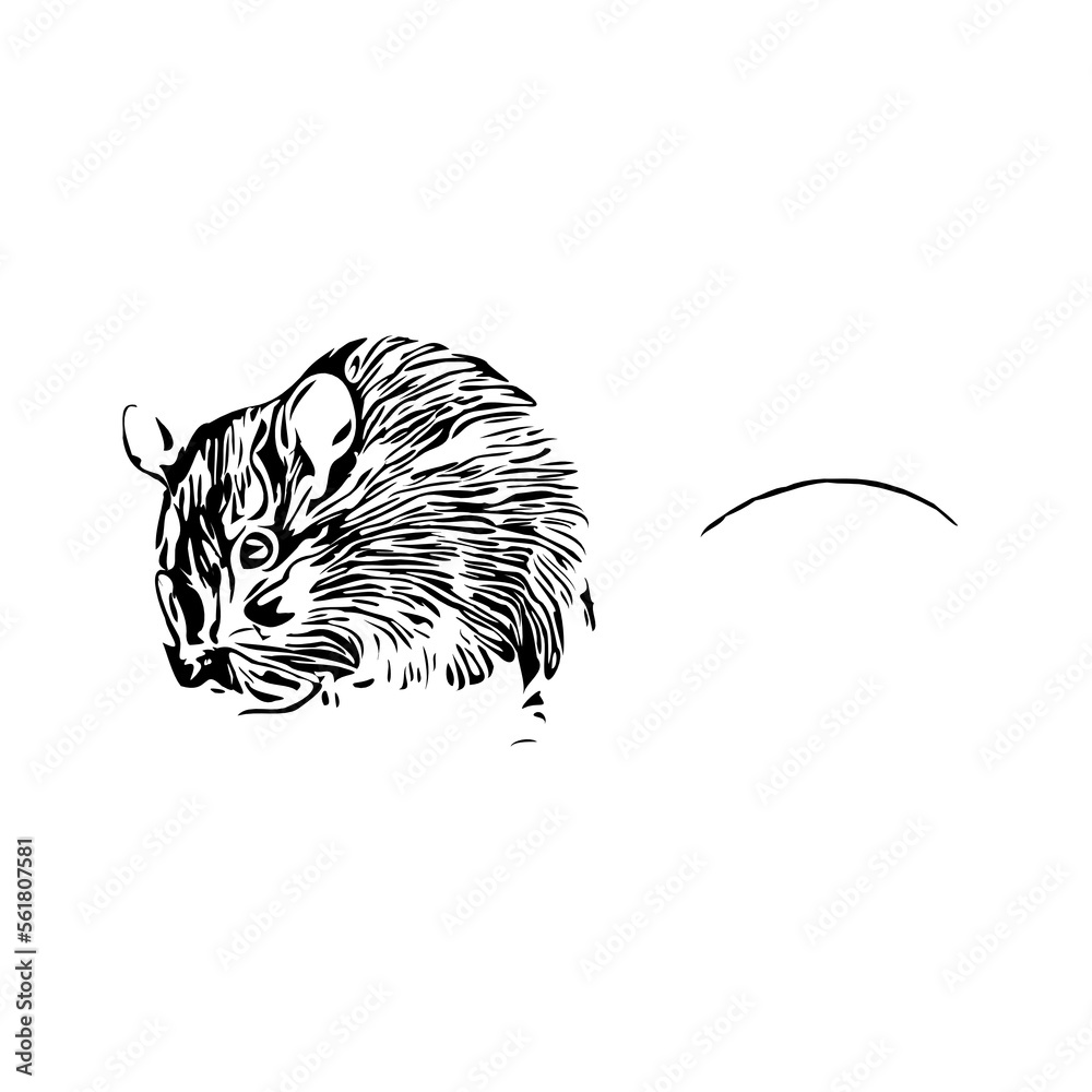 black and white sketch of a mouse with a transparent background Stock ...