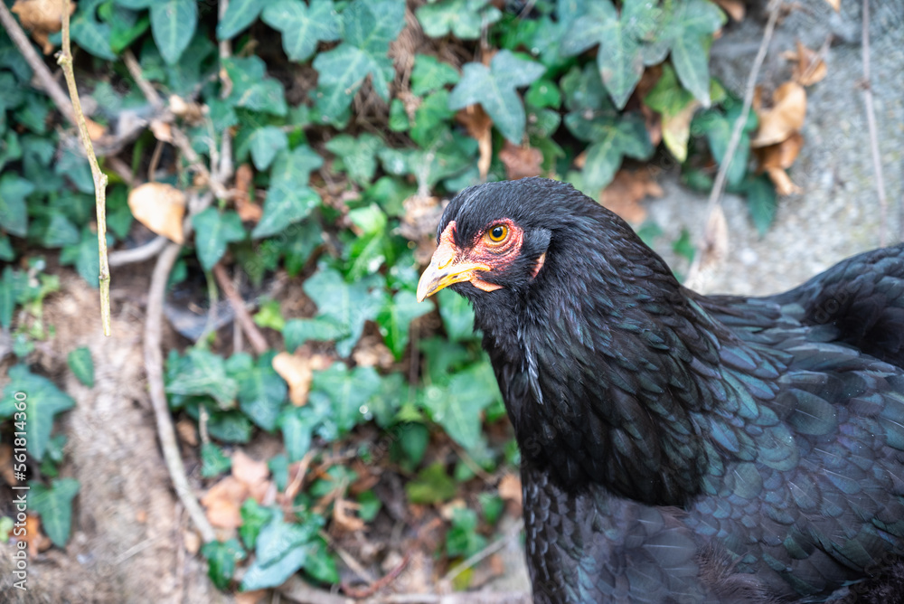 Brahma hen in nature. Organic brahma hen. Brahma rooster on the loose ...