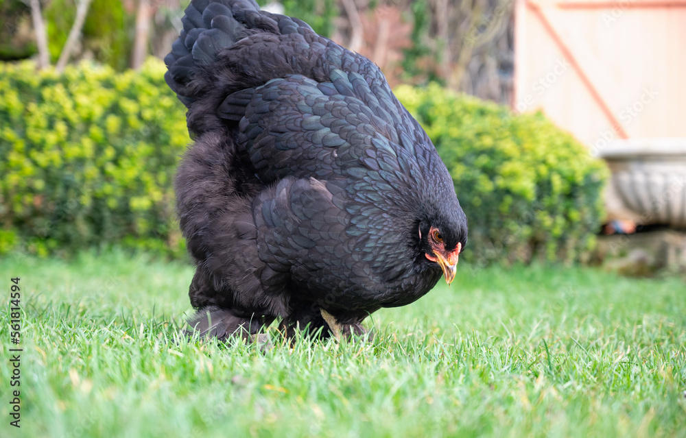 Brahma hen in nature. Organic brahma hen. Brahma rooster on the loose ...