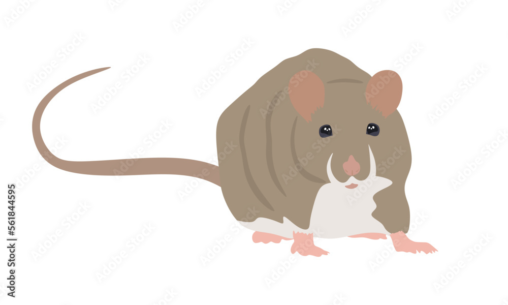 Rat flat illustration. Rat animal isolated on white background. vector ...