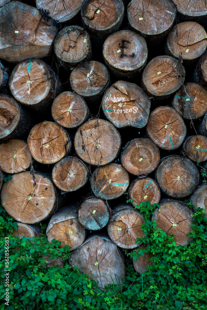 wood log firewood tree cut pile stack timber, oak, nature logs woodpile ...