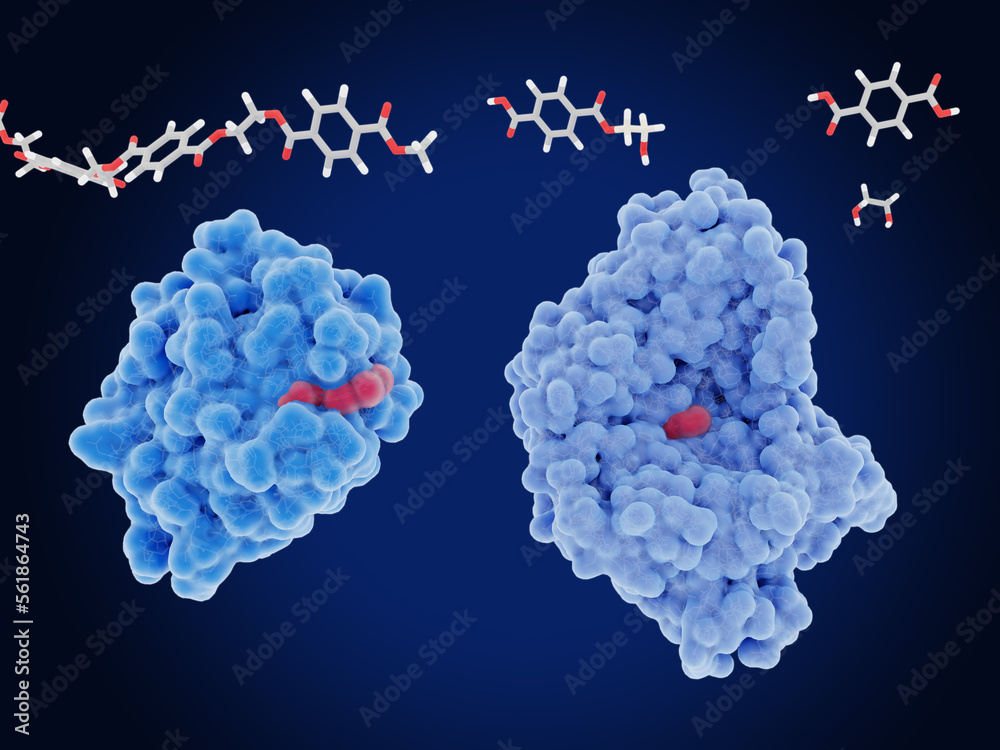 Plastic degrading enzymes: PETase and MHETase degrade PET to ethylene ...