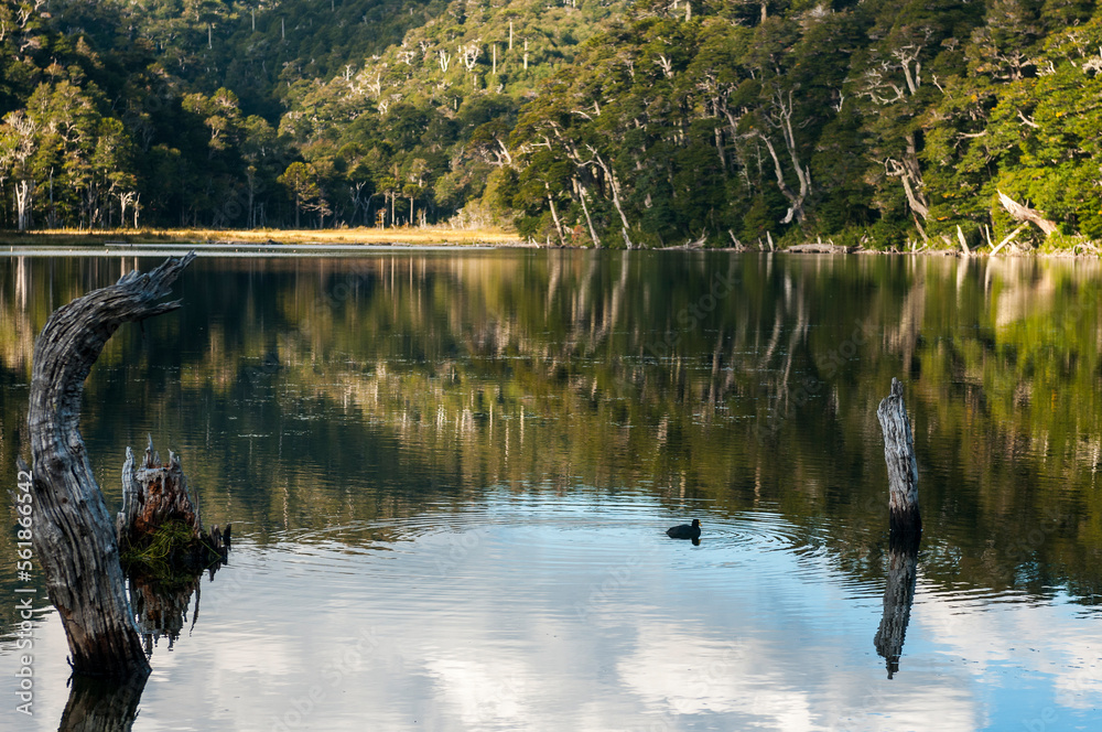 laguna captren, parque nacional, sur de chile, otoñal, lago, acuático ...
