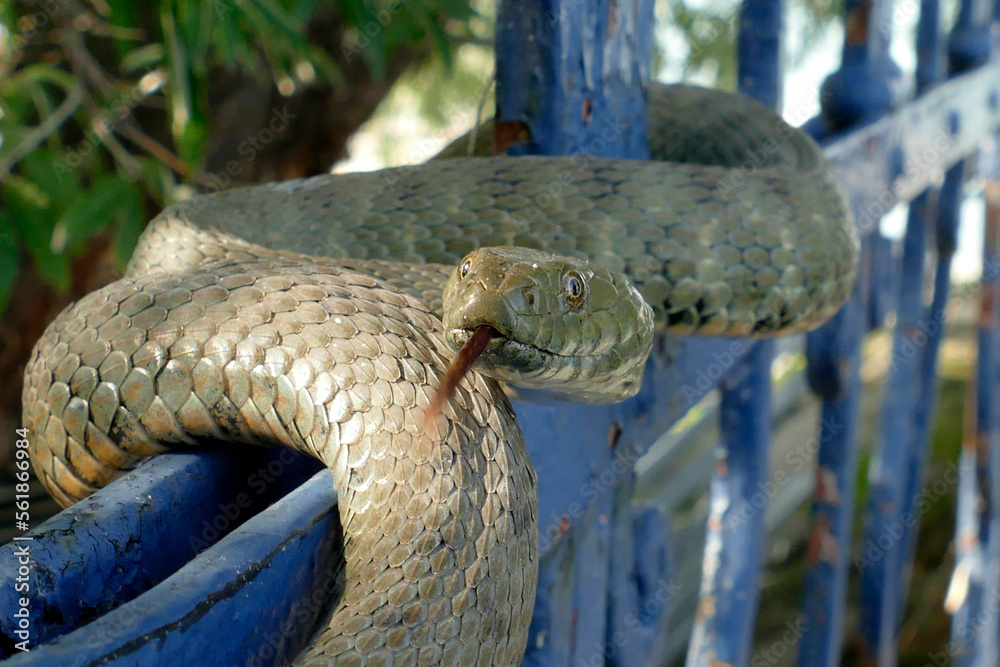 The Aesculapian snake (Zamenis longissimus) is a nonvenomous snake, i ...