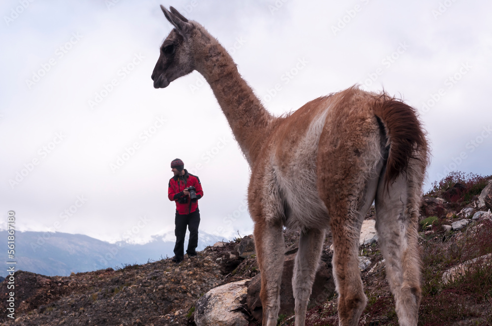 torres del paine, cuernos del paine., alapaca, llama, animal, lama ...