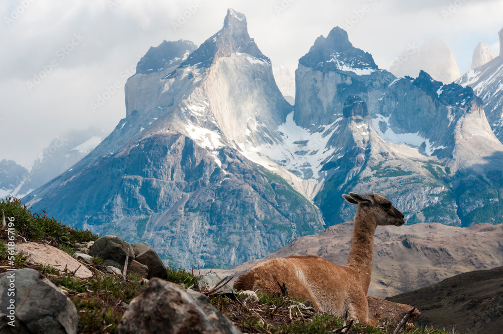 torres del paine, cuernos del paine., alapaca, llama, animal, lama ...