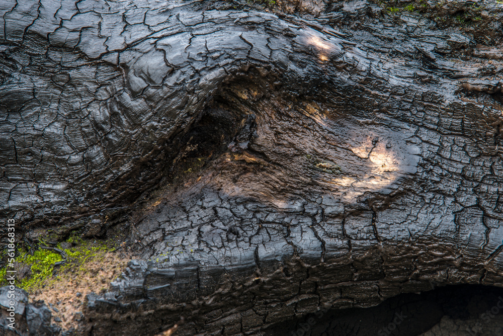 quemado, ojo quemado, madera quemada, árbol, con textura, corteza, roca ...