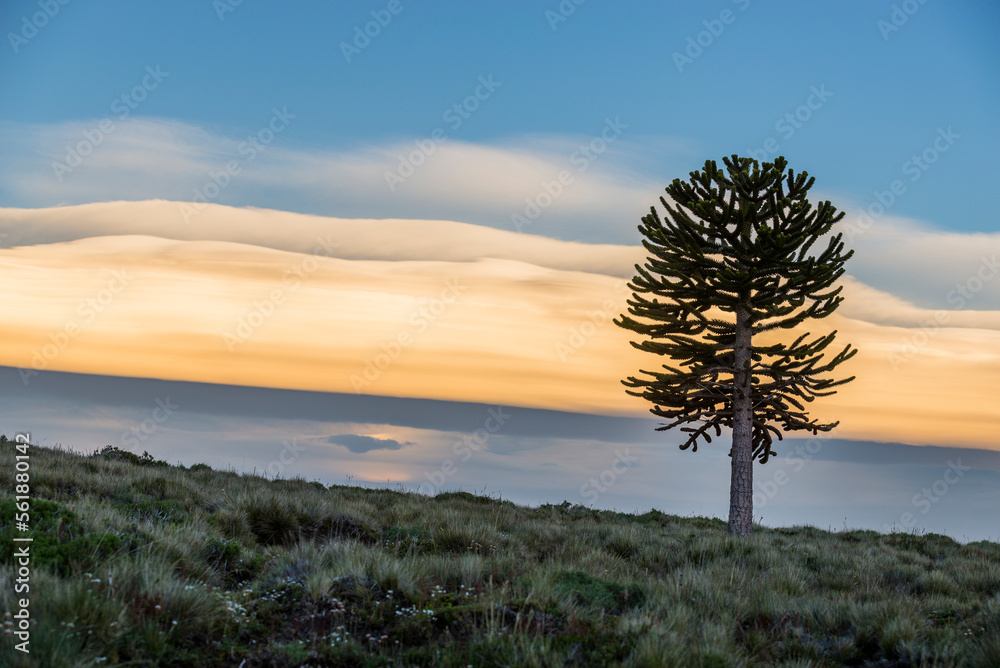 Foto de araucaria, sur de chile, alta cordillera, cordillera, árbol ...